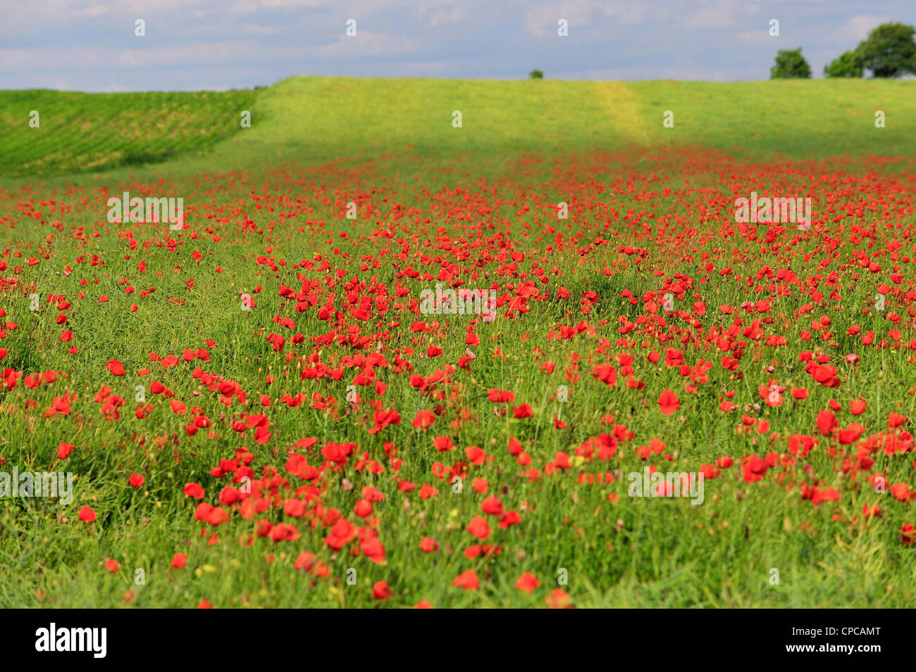 Red poppies in lower silesia poland spring, agriculture, aroma ...