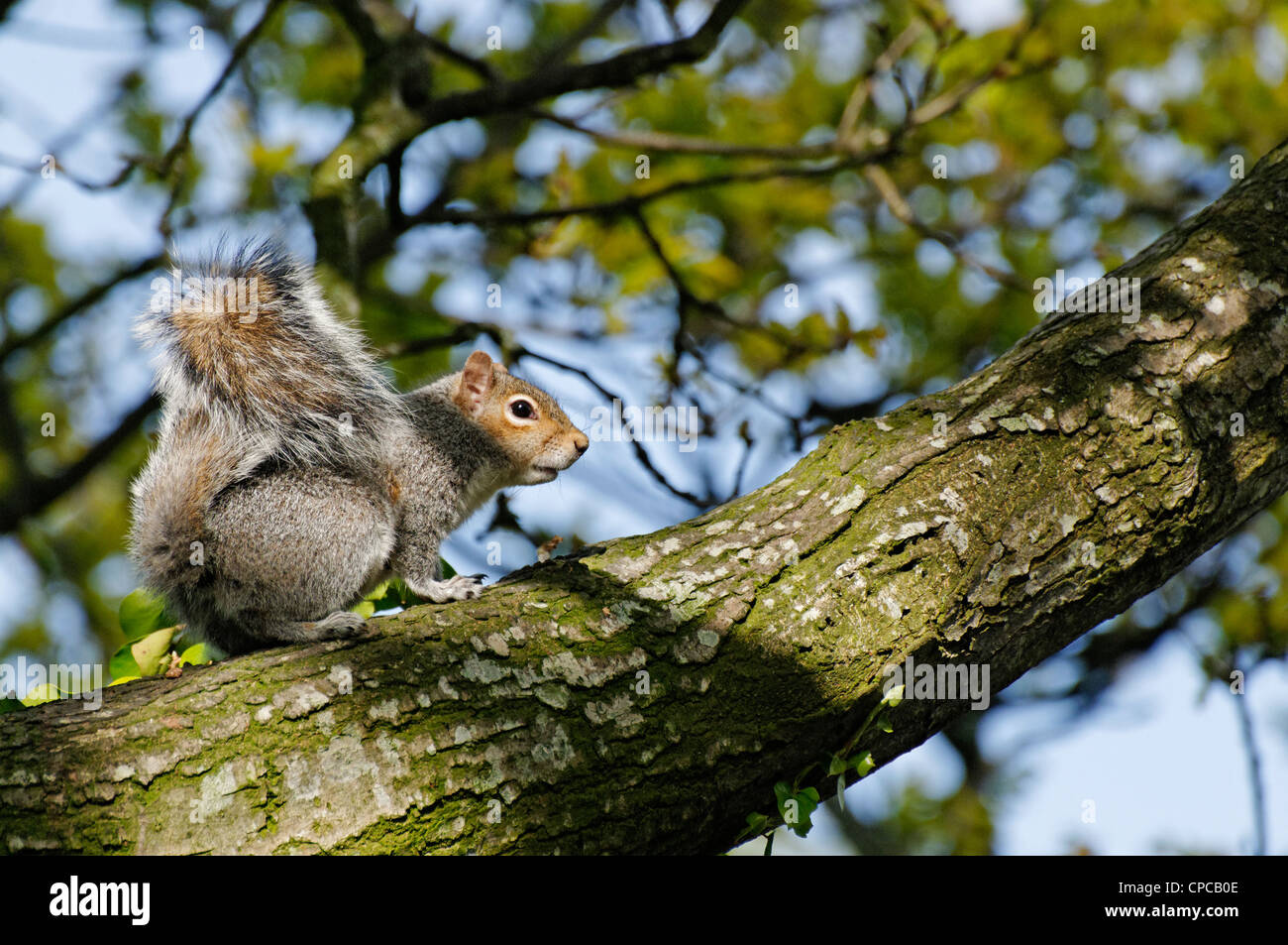 A Grey Squirrel sat in a tree Stock Photo - Alamy