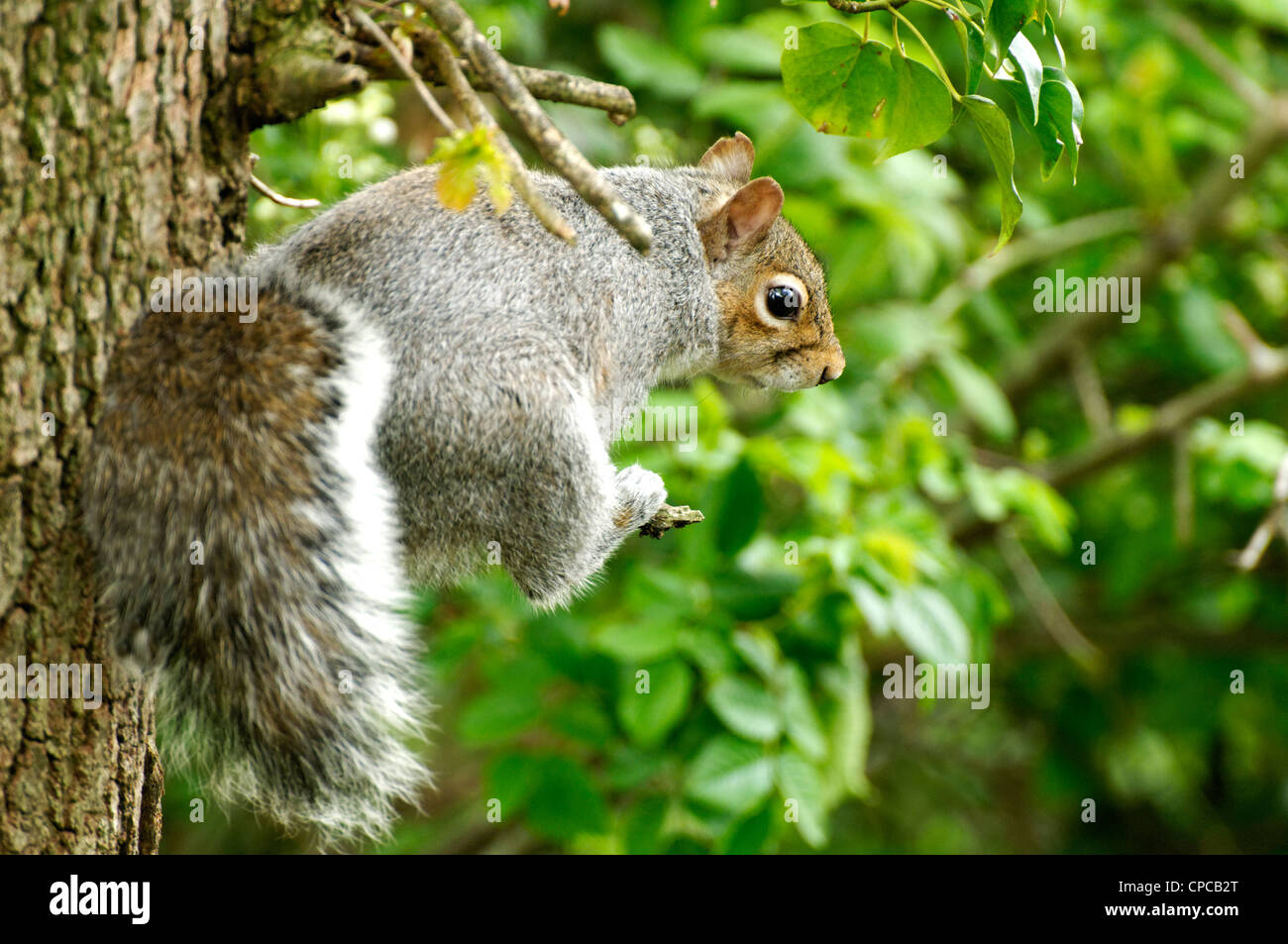 A Grey Squirrel sat in a tree Stock Photo - Alamy