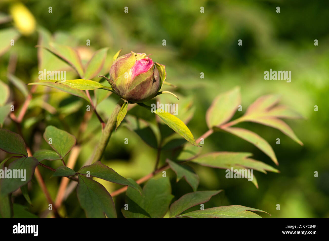 Pink tree peonies hi-res stock photography and images - Alamy