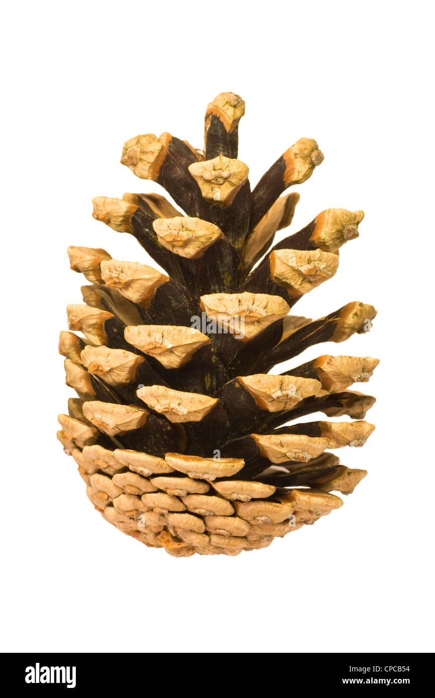 Large pine cone Cut Out Stock Images & Pictures - Alamy
