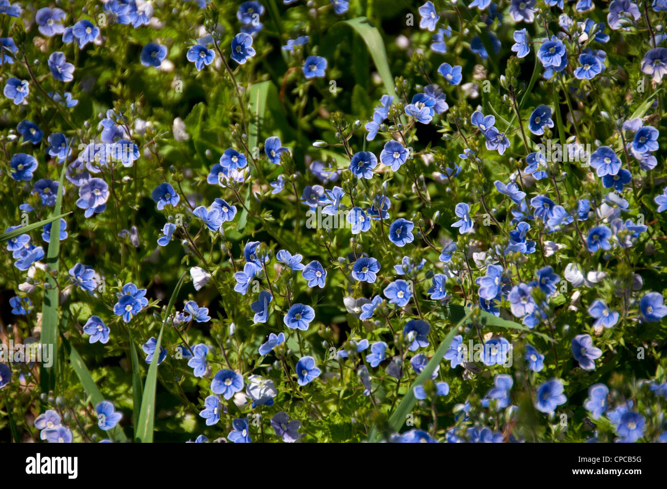 Blue wild flowers Stock Photo - Alamy