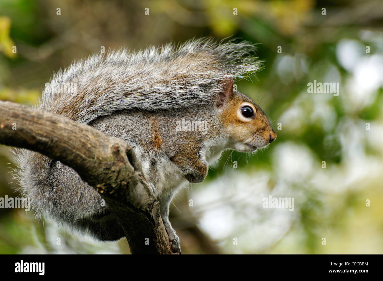 Squirrel sat in a tree hi-res stock photography and images - Alamy
