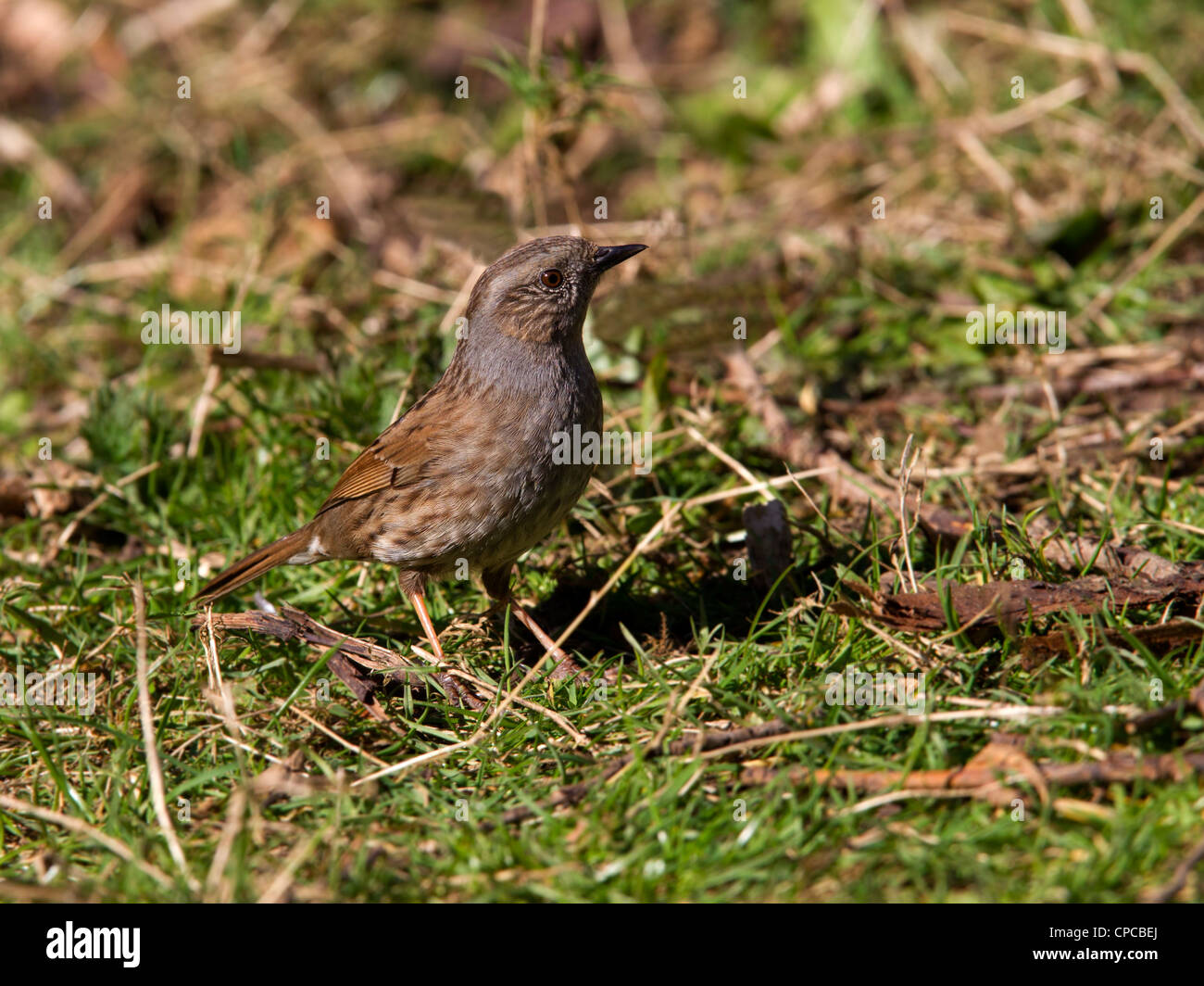 Dunnock hi-res stock photography and images - Alamy