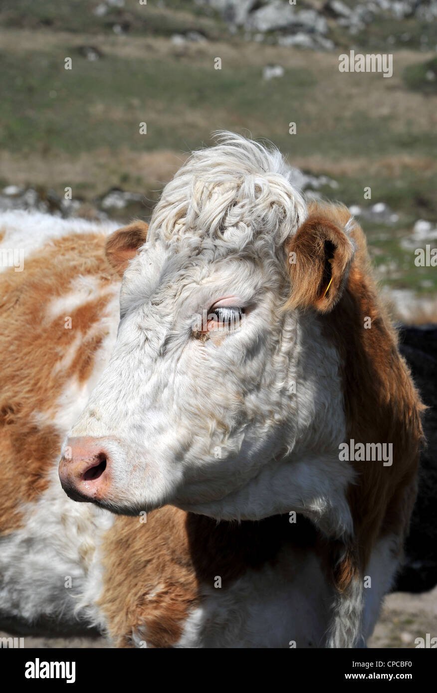 Big cow hi-res stock photography and images - Alamy
