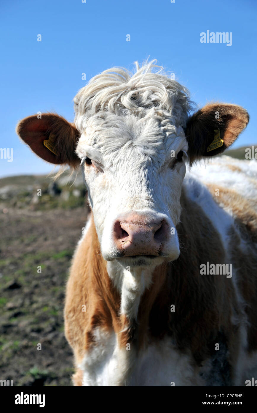 Big cow hi-res stock photography and images - Alamy