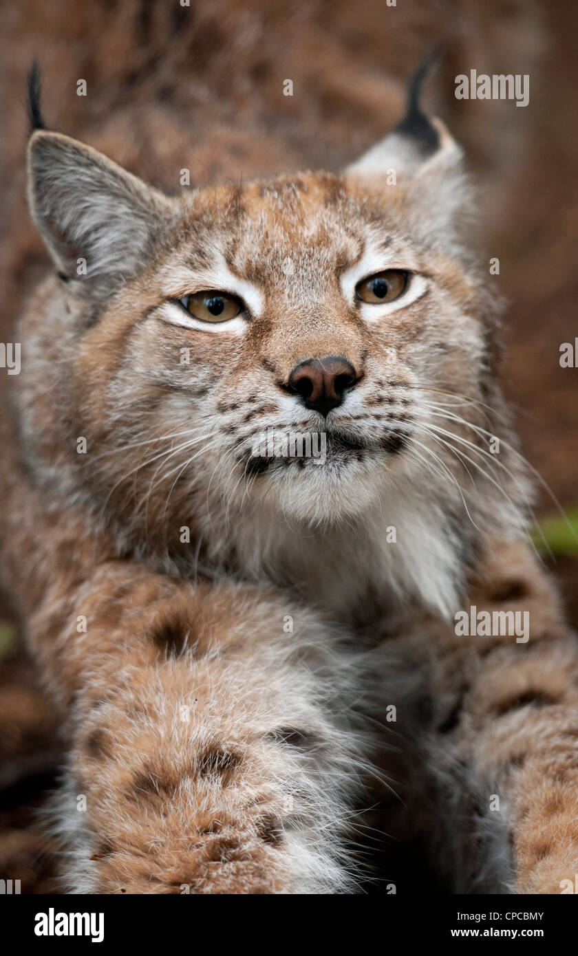 Male lynx stretching Stock Photo - Alamy