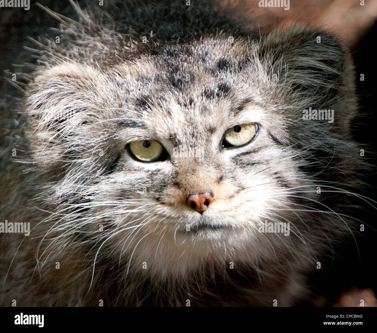 Pallas cat (close-up Stock Photo - Alamy