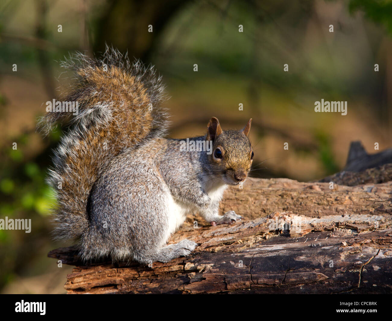 Grey squirrel with tail raised Stock Photo - Alamy
