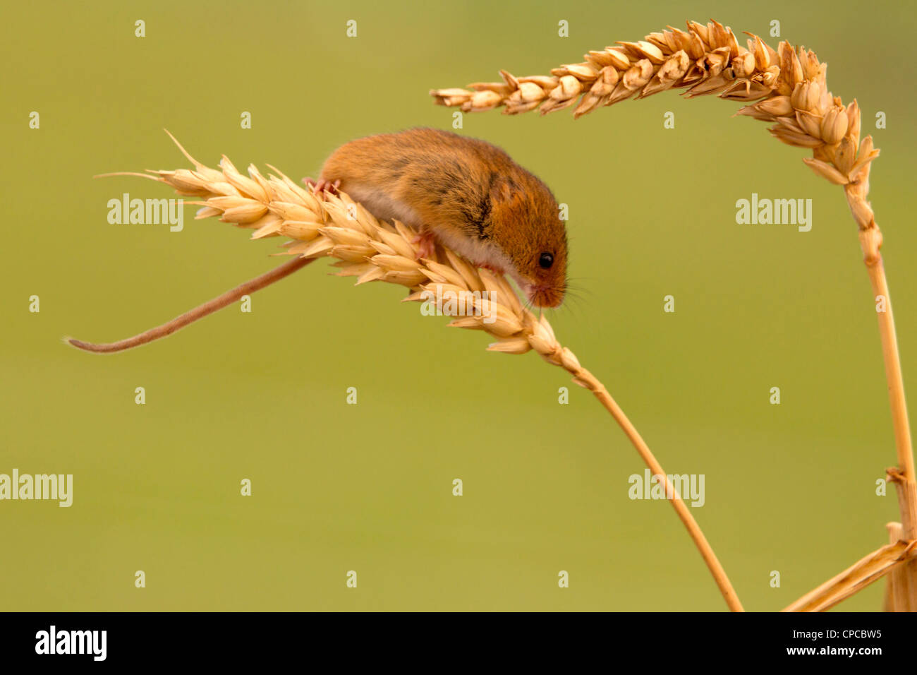 Eurasian harvest mouse on wheat ear Stock Photo - Alamy