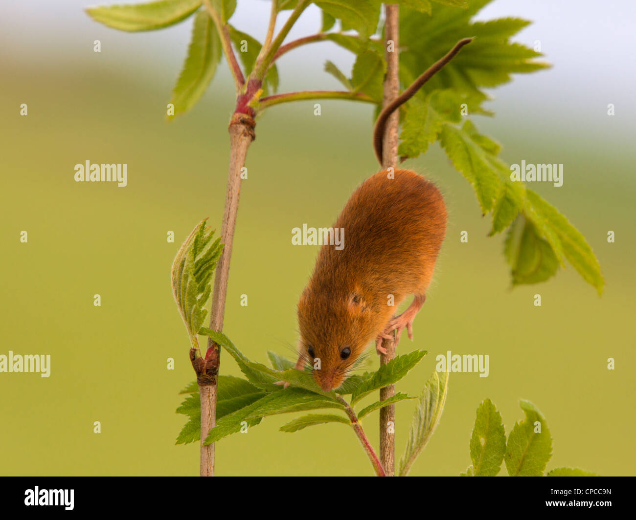 Eurasian harvest mouse on cow parsley Stock Photo - Alamy