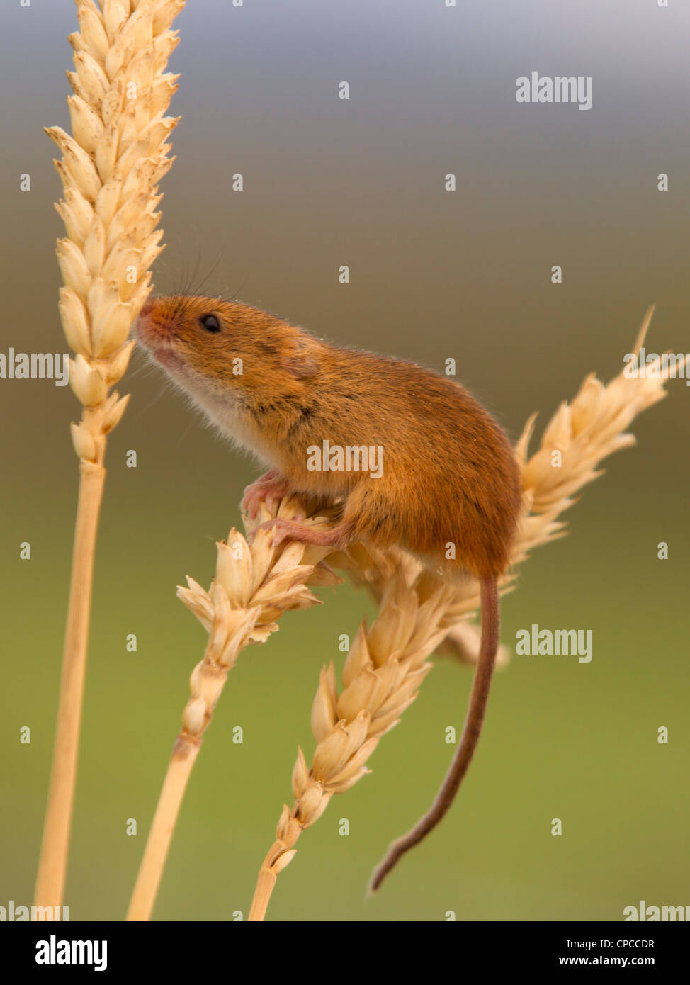 Eurasian harvest mouse on wheat ear Stock Photo - Alamy