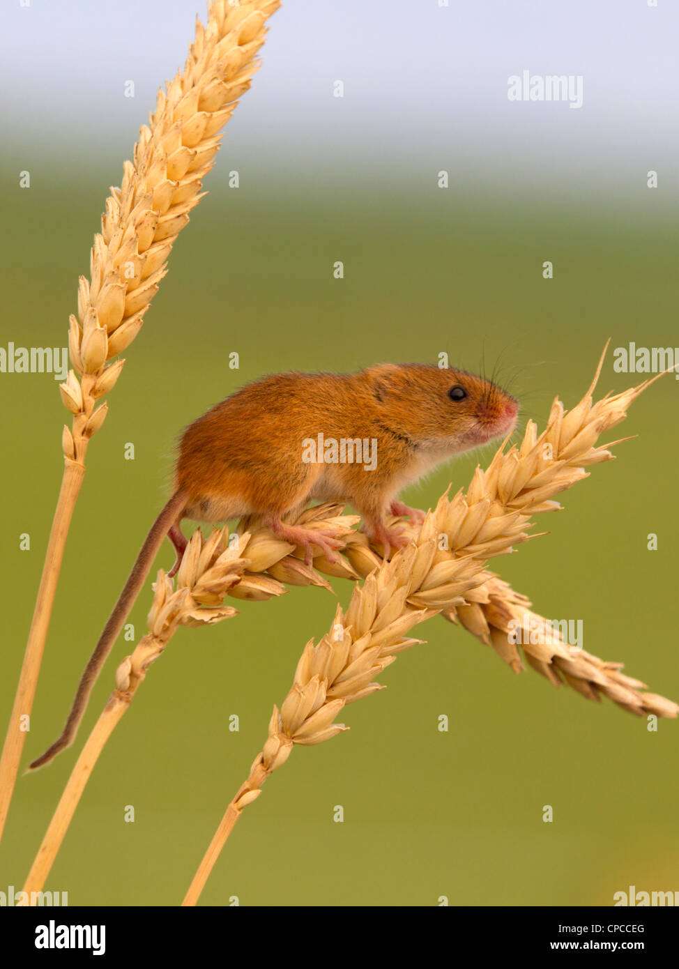 Eurasian harvest mouse on wheat ear Stock Photo - Alamy