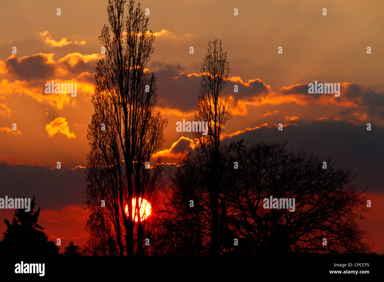 Trees silhouetted against dramatic sunset Stock Photo - Alamy