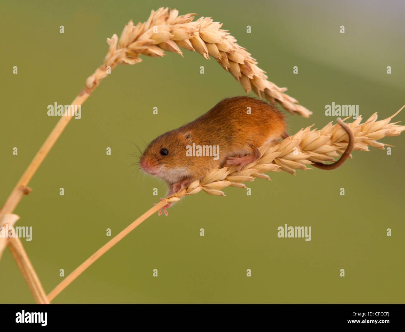 Eurasian harvest mouse on wheat ear Stock Photo - Alamy