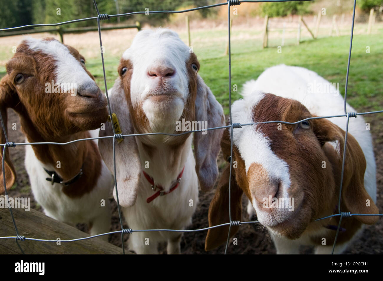 Salt spring island british columbia hi-res stock photography and images ...