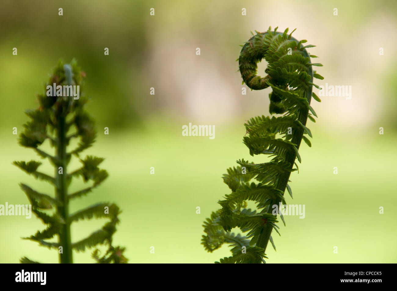 Fern Uncurling High Resolution Stock Photography and Images - Alamy