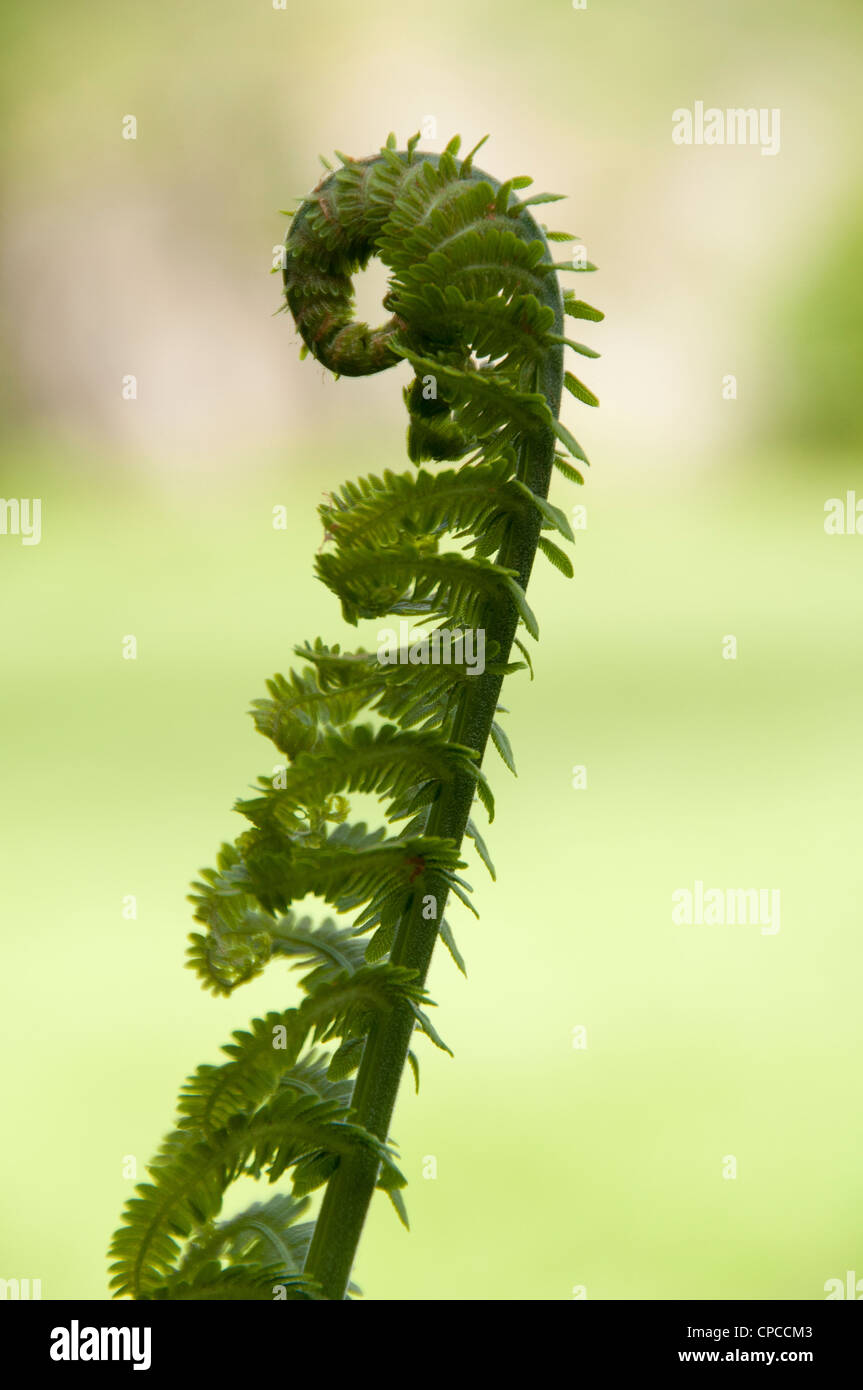 Fern Uncurling High Resolution Stock Photography and Images - Alamy