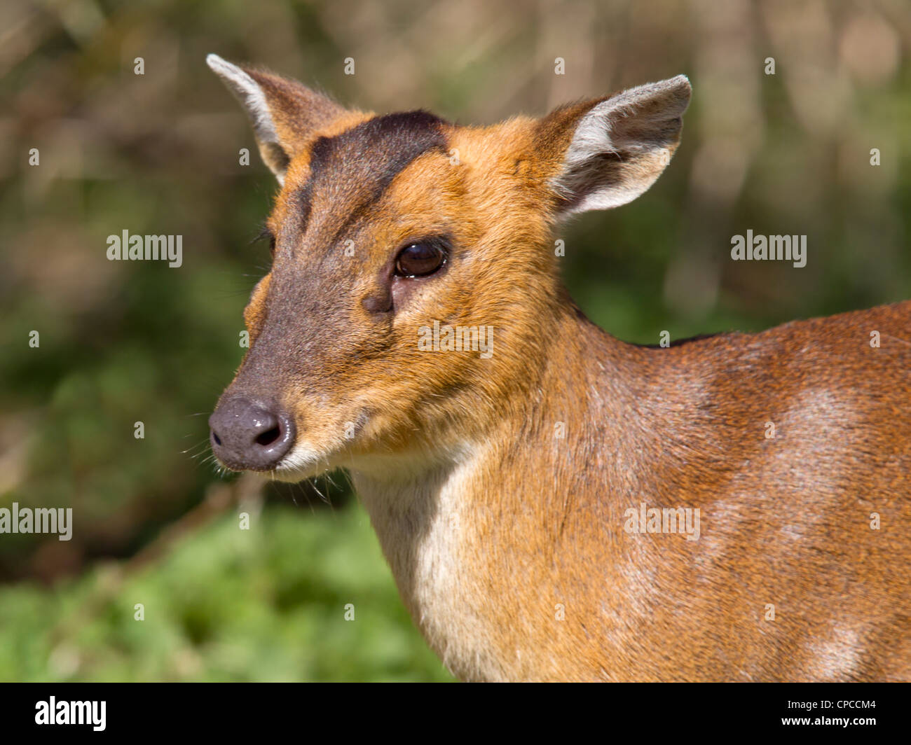 Reeve's muntjac deer, close up Stock Photo - Alamy