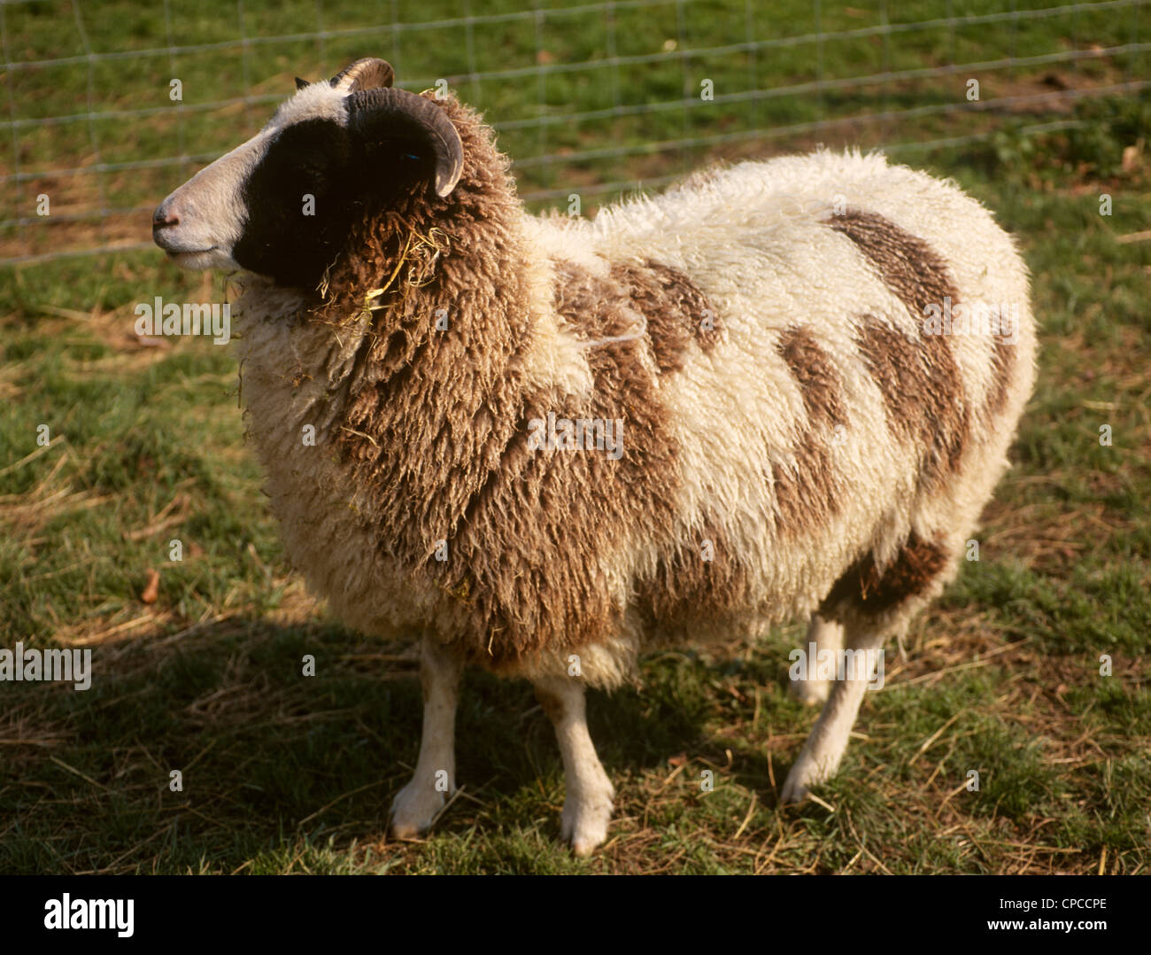 Jacob's Sheep and Lambs Stock Photo - Alamy