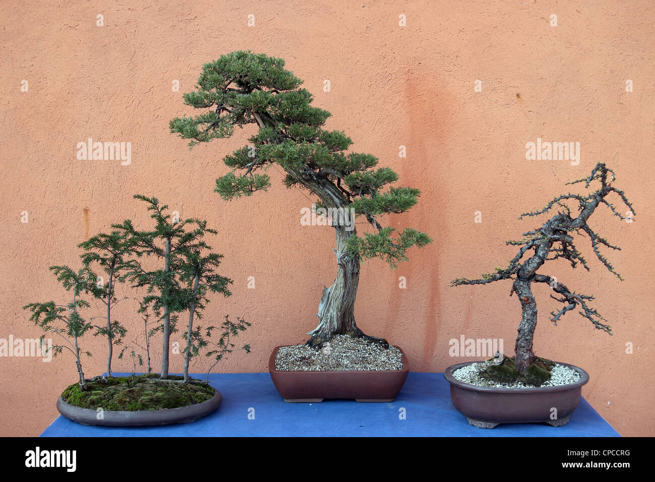 Cypress bonsai tree hi-res stock photography and images - Alamy