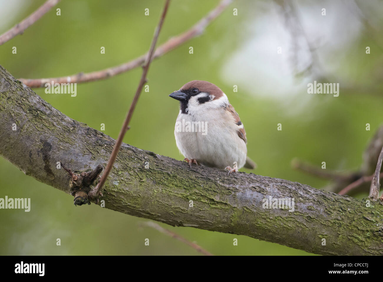 Eurasian Tree Sparrow, Passer montanus, on a branch, East Yorkshire, UK ...