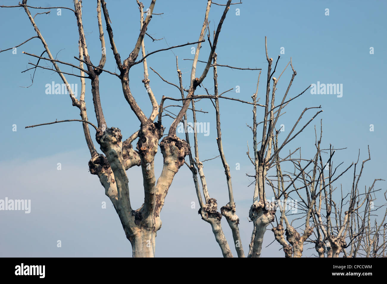 Platanus tree top after pruning against blue sky Stock Photo - Alamy