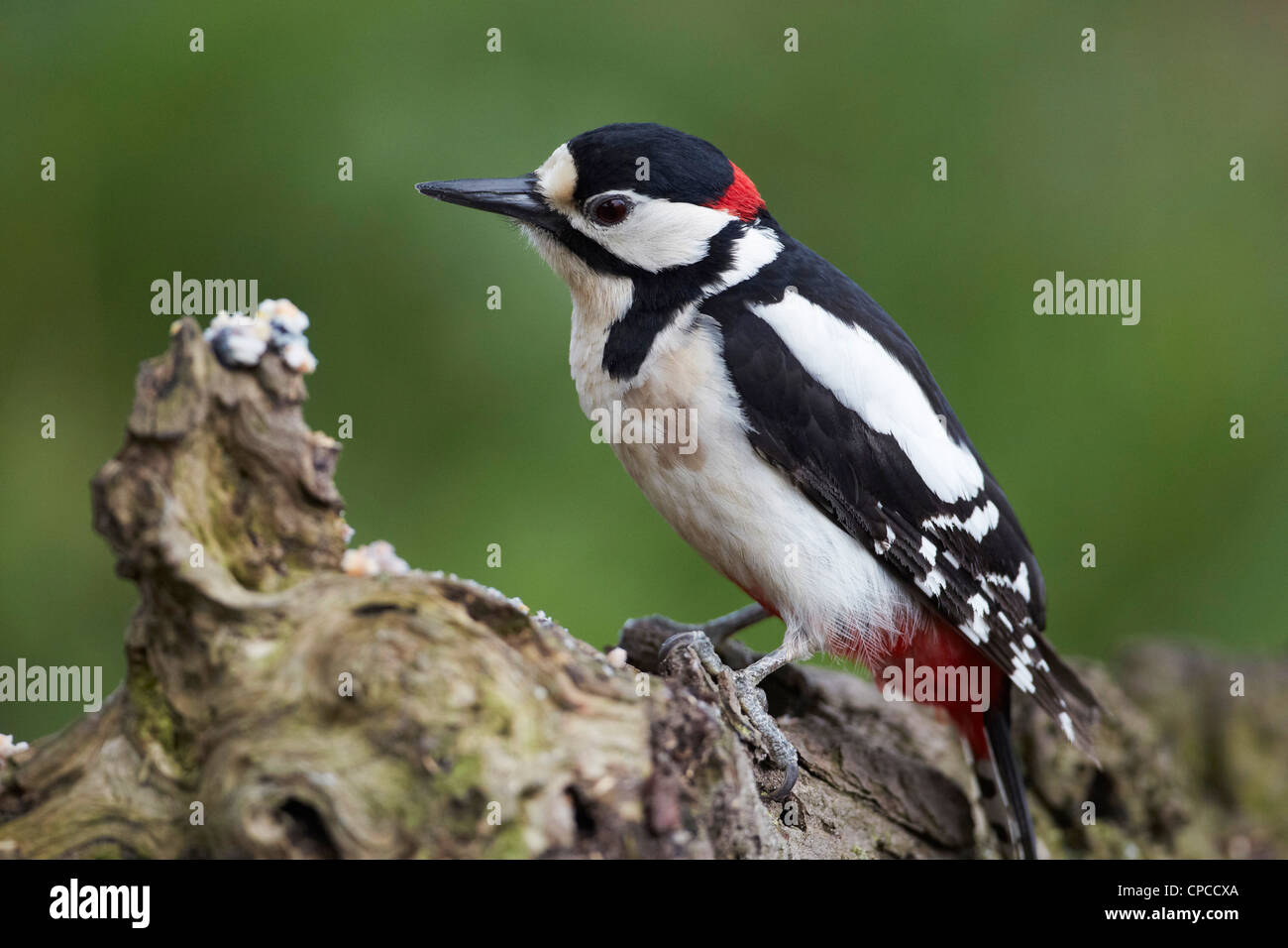 Great Spotted Woodpecker, Dendrocopos major, on an old branch, UK Stock ...