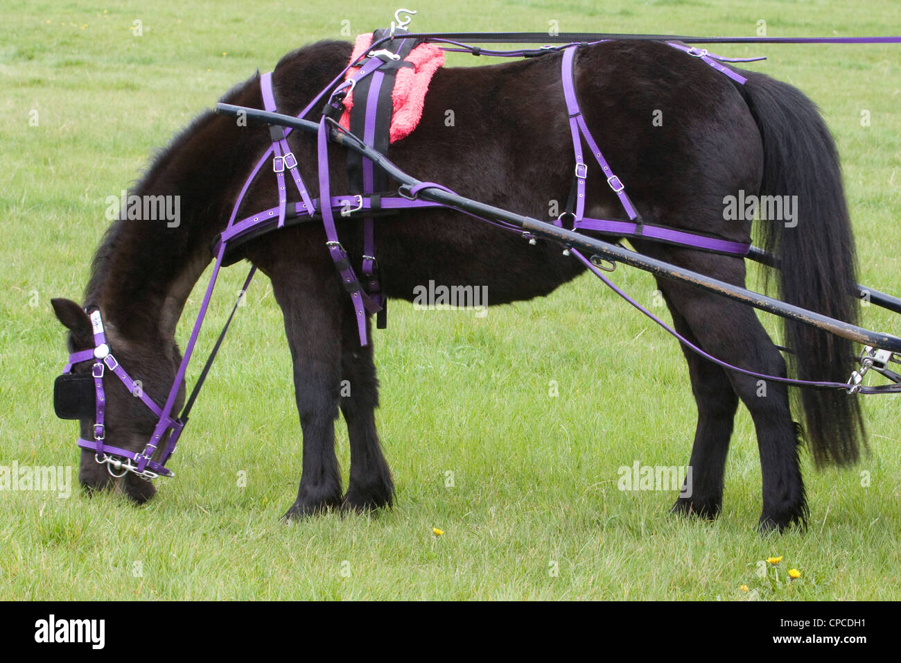 A Scurry Driving Pony taking a break eating grass Stock Photo - Alamy