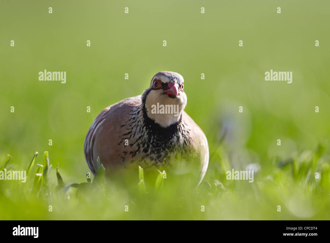 French partridge feathers hi-res stock photography and images - Alamy