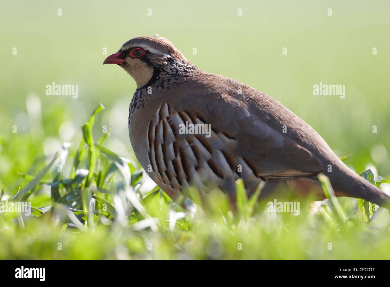 Adult Red Legged Partridge High Resolution Stock Photography and Images ...