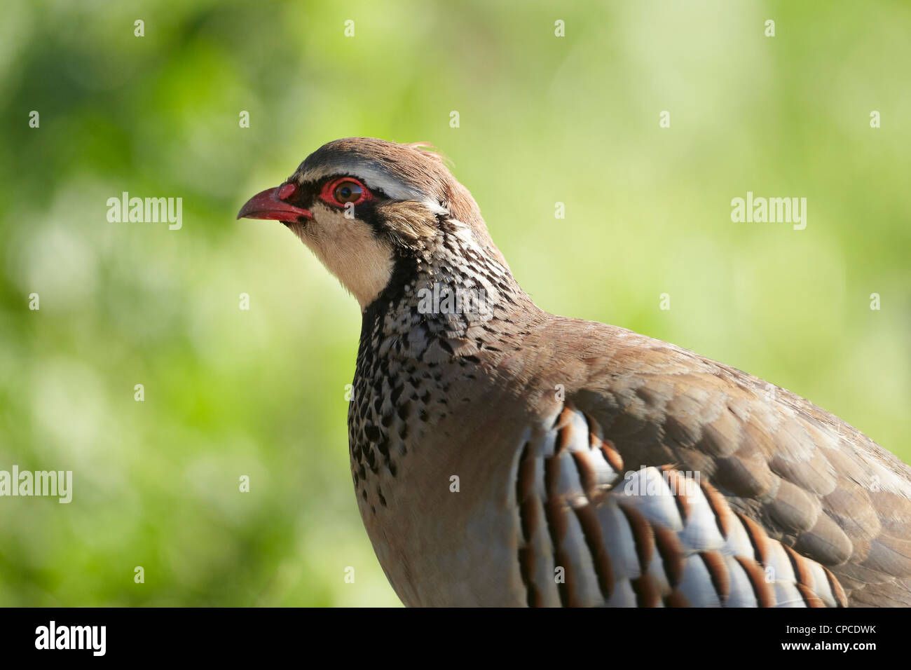 Red legged bird hi-res stock photography and images - Alamy