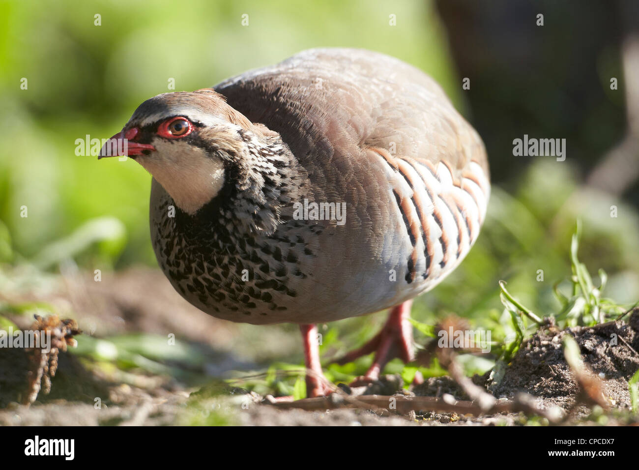 Red Legged Partridge, Alectoris rufa, UK Stock Photo - Alamy