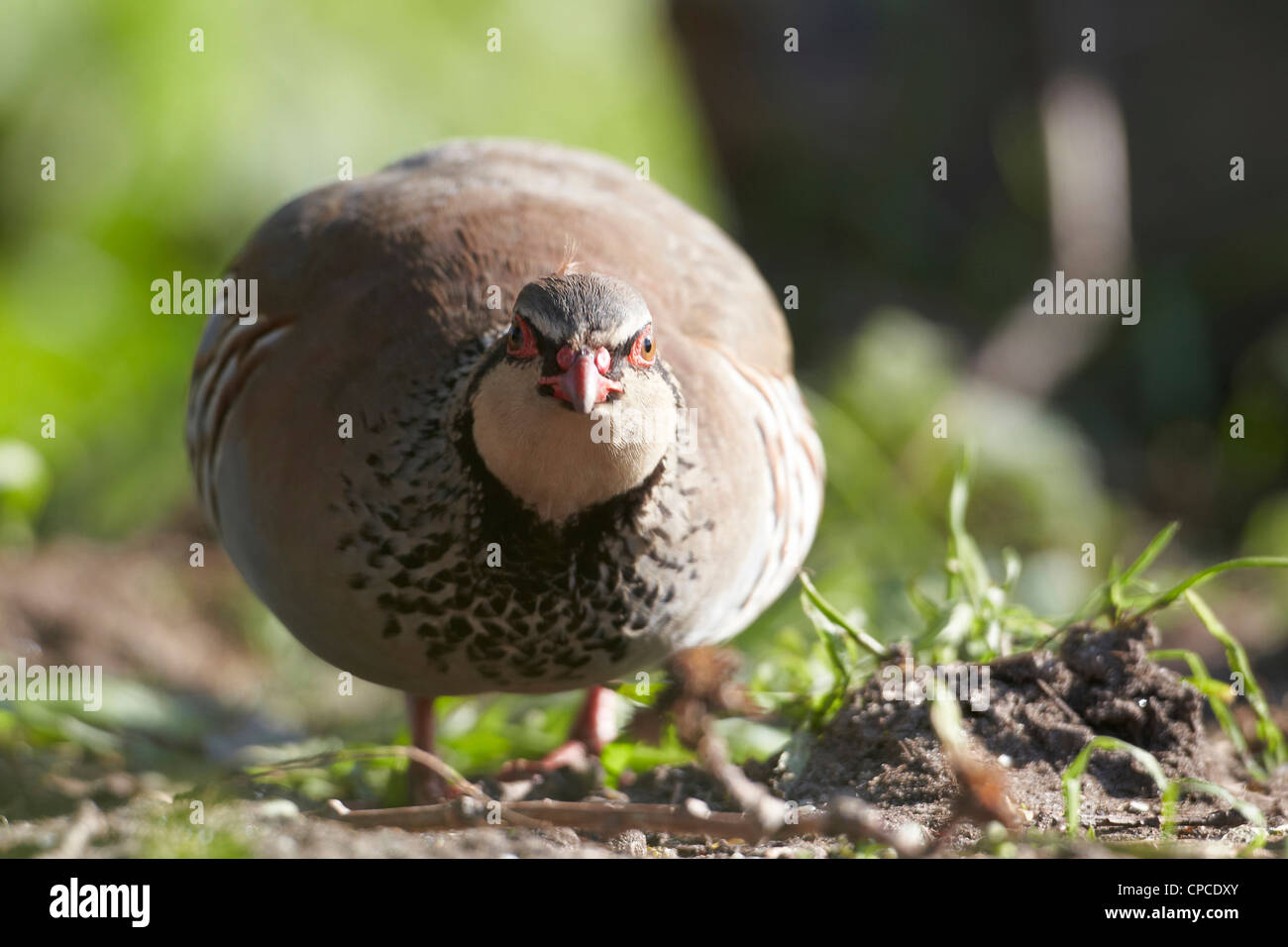 Red Legged Partridge, Alectoris rufa, UK Stock Photo - Alamy