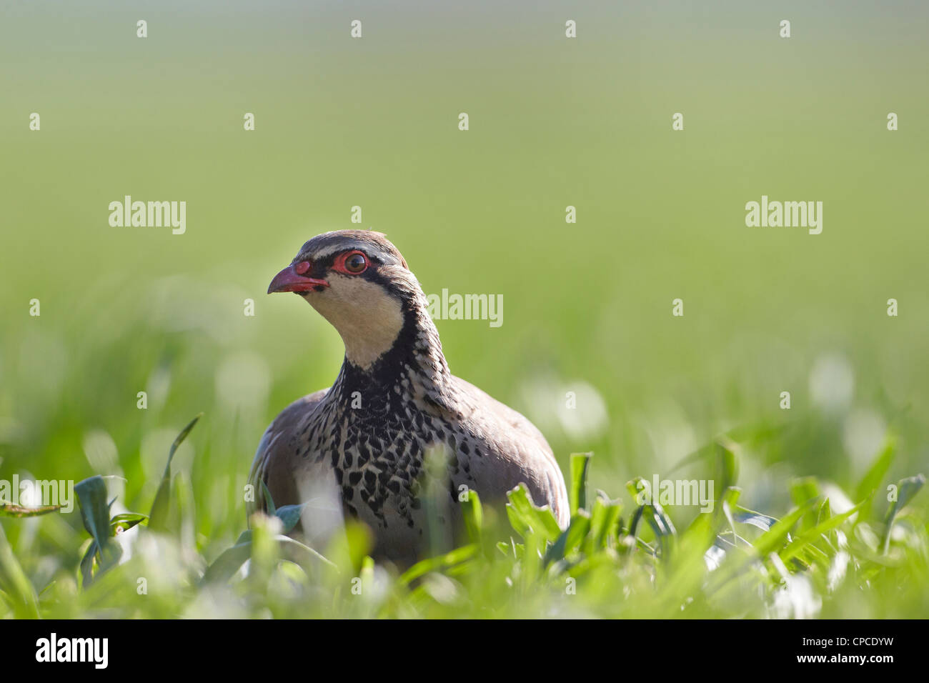 Red legged bird hi-res stock photography and images - Alamy