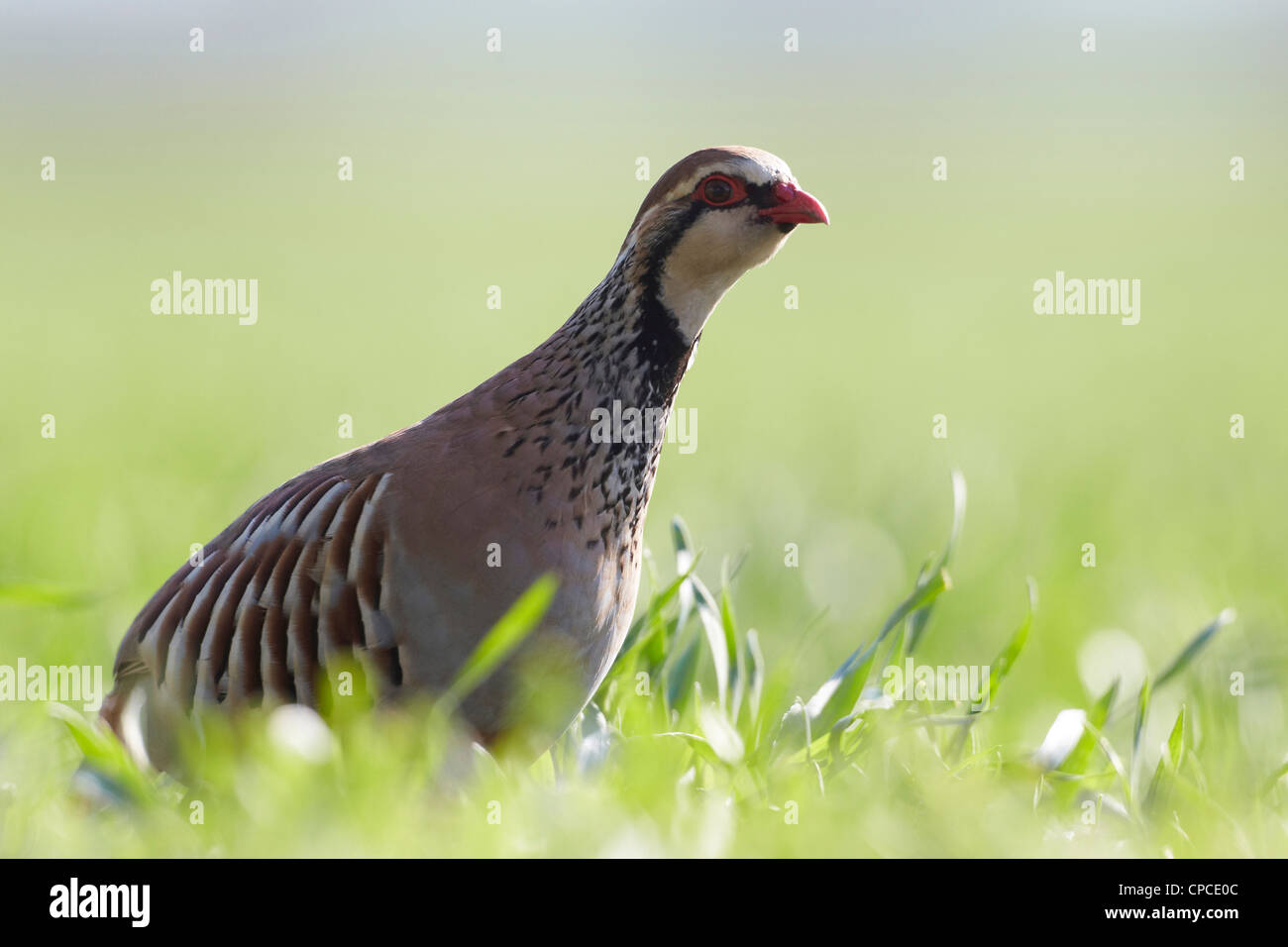 French partridge feathers hi-res stock photography and images - Alamy
