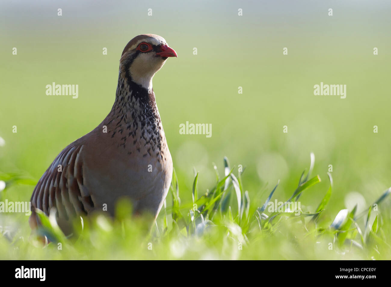 Red legged bird hi-res stock photography and images - Alamy