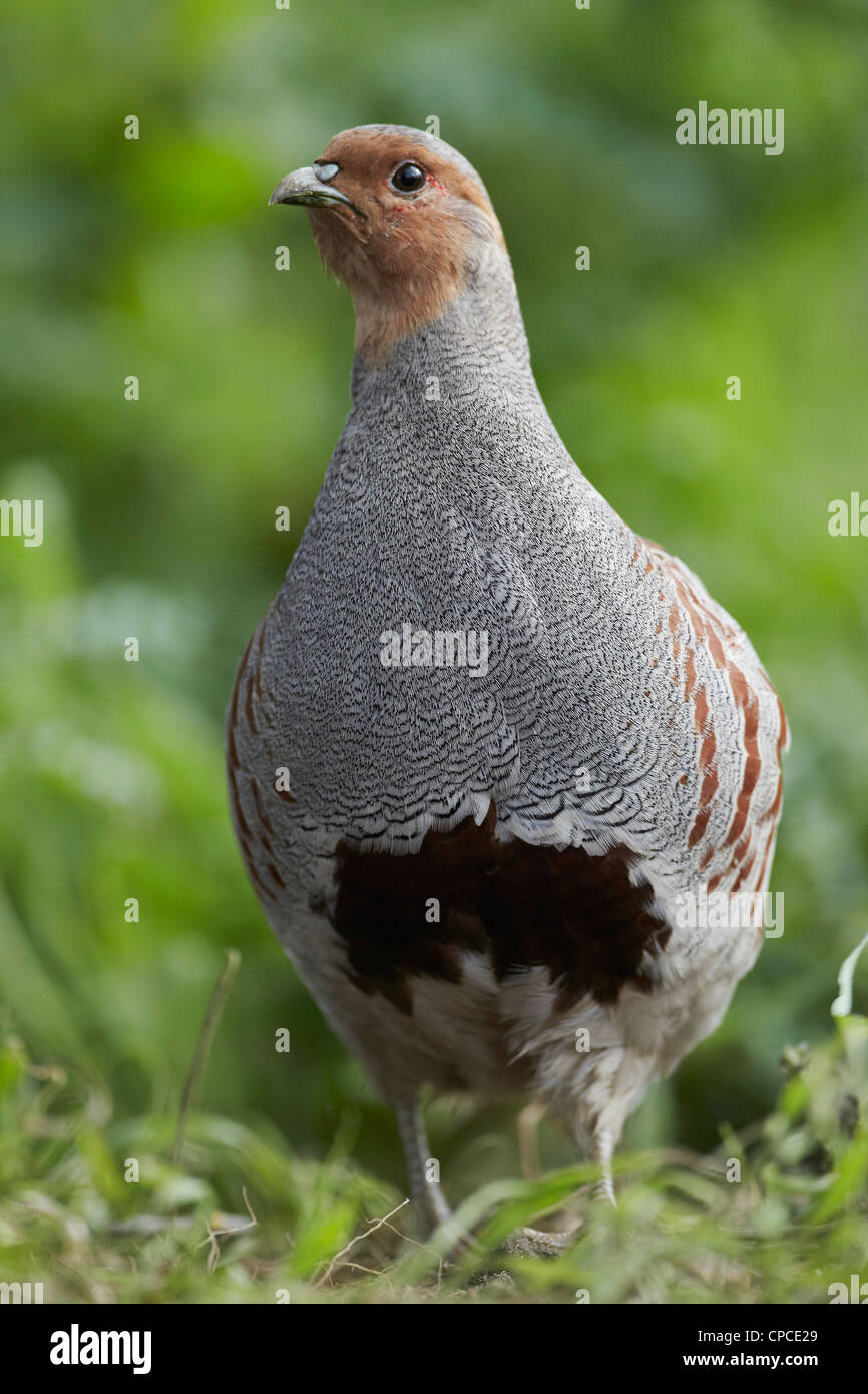 Grey Partridge, Perdix perdix, uk Stock Photo - Alamy