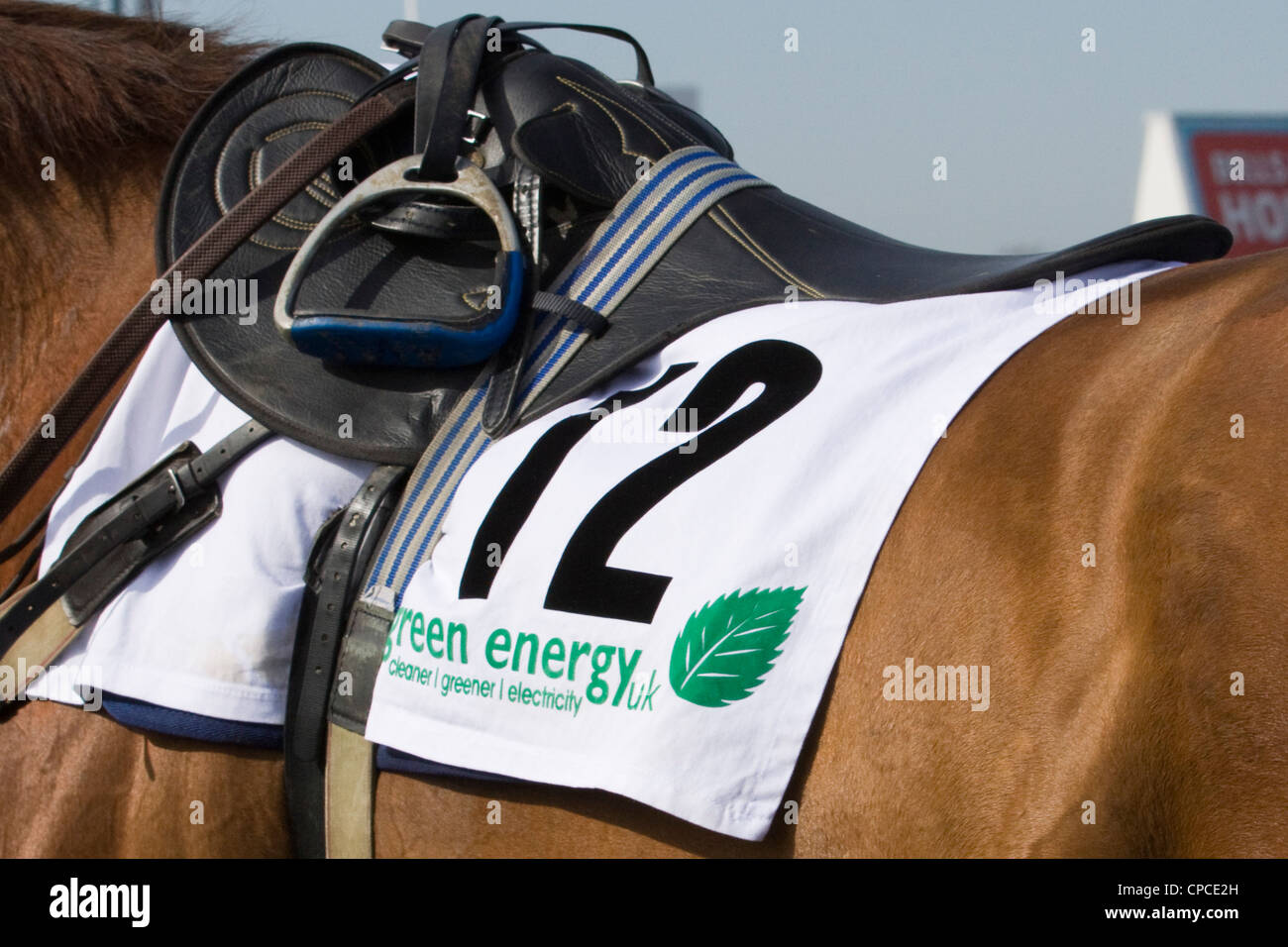 A Thoroughbred horse Equus ferus caballus in the collecting ring being ...