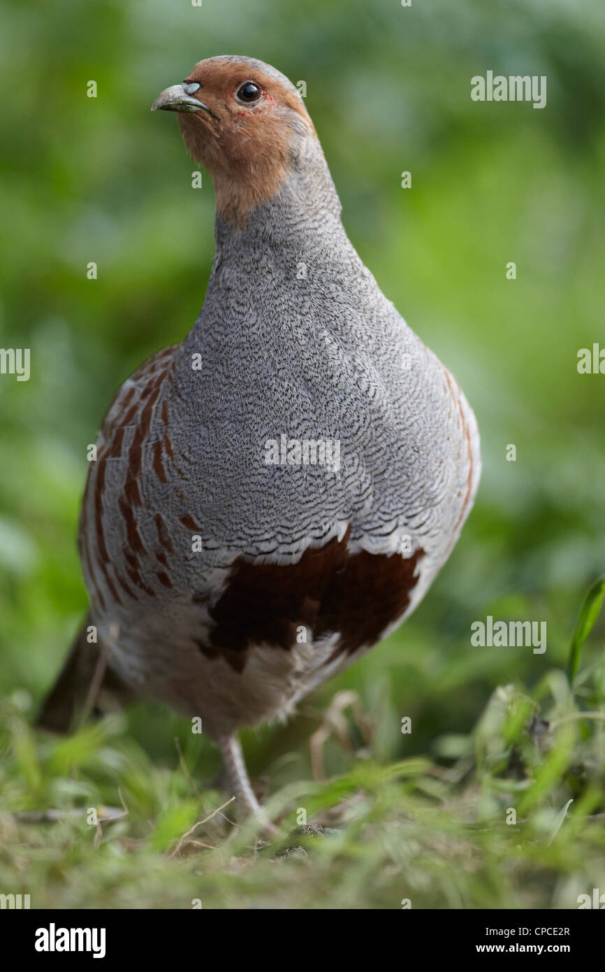 Grey Partridge Uk Stock Photos & Grey Partridge Uk Stock Images - Alamy