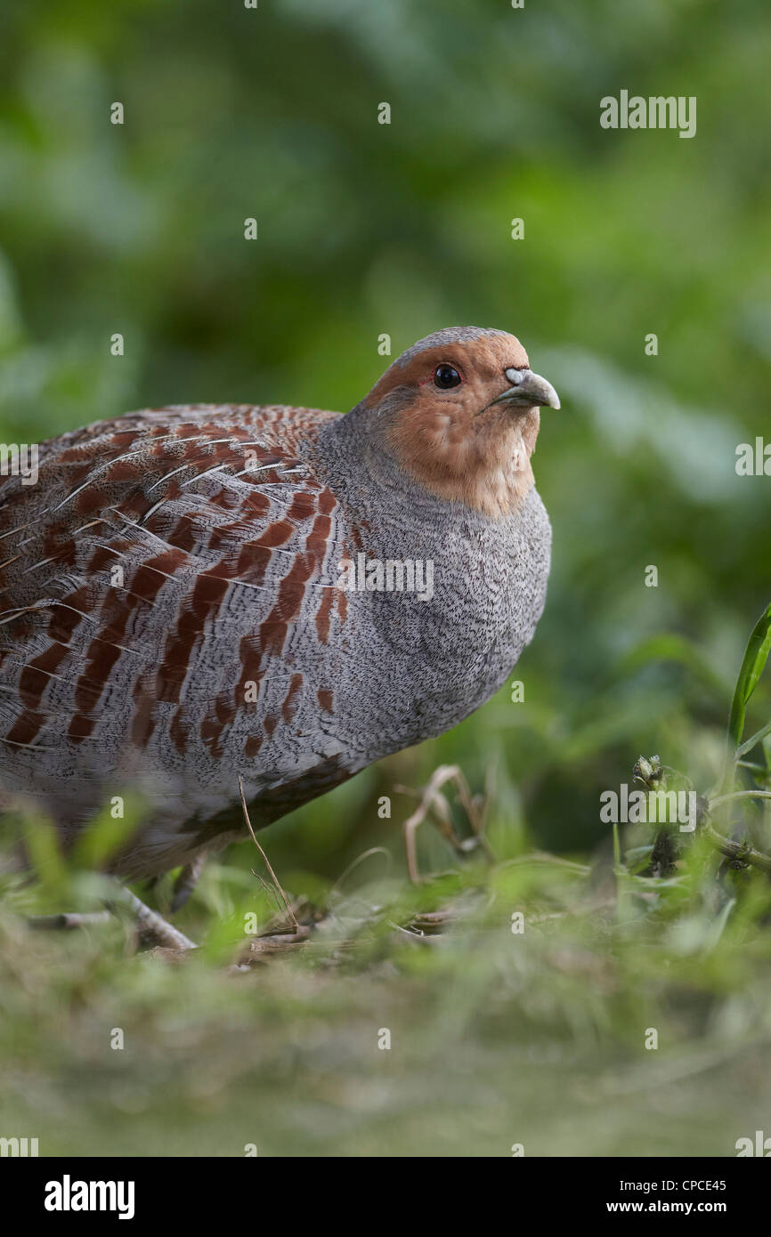 Grey Partridge, Perdix perdix, uk Stock Photo - Alamy
