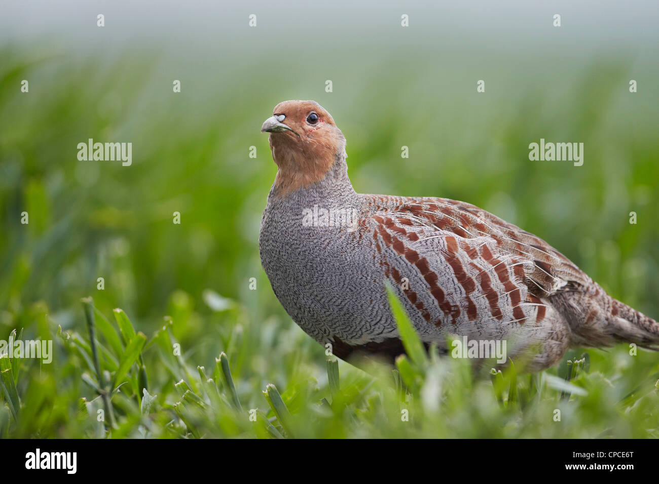 Partridge feathers hi-res stock photography and images - Alamy