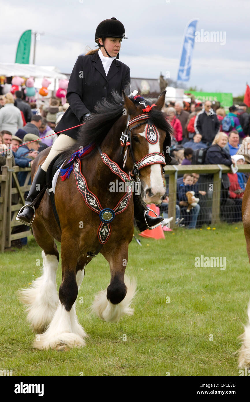 Ridden Shire Horse equestrian team Equus ferus caballus Stock Photo - Alamy