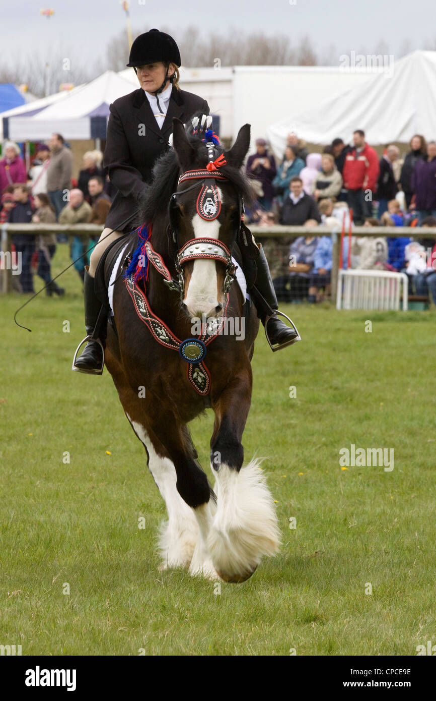 The shire is a british breed of draught horse hi-res stock photography ...