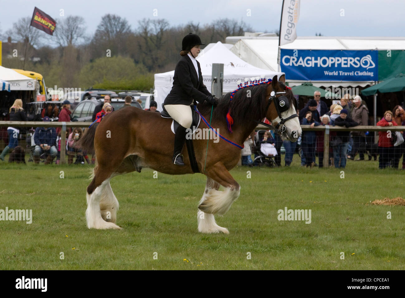 The shire is a british breed of draught horse hi-res stock photography ...