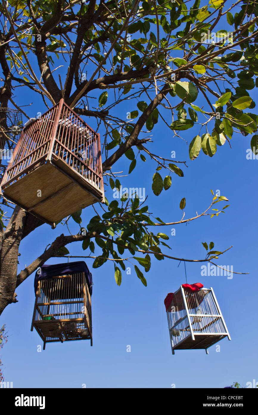 Bird in a cage in a tree race Stock Photo - Alamy