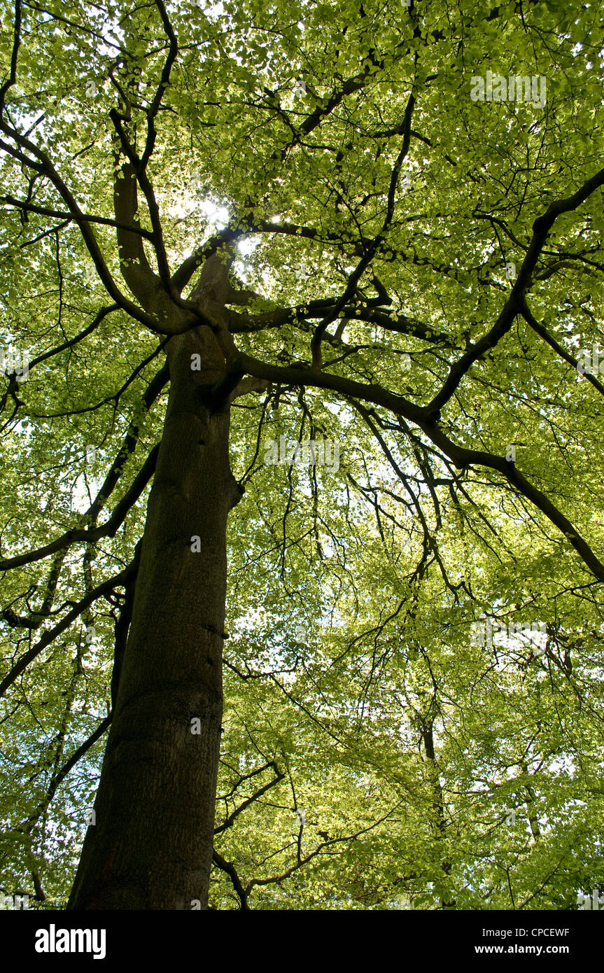 Beech tree in early spring, Hedgerley, Buckinghamshire, England, UK ...