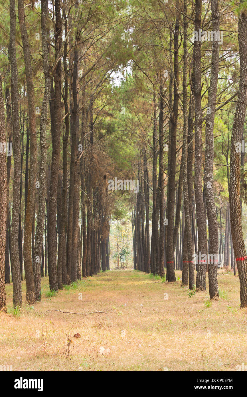Pine of thai hi-res stock photography and images - Alamy