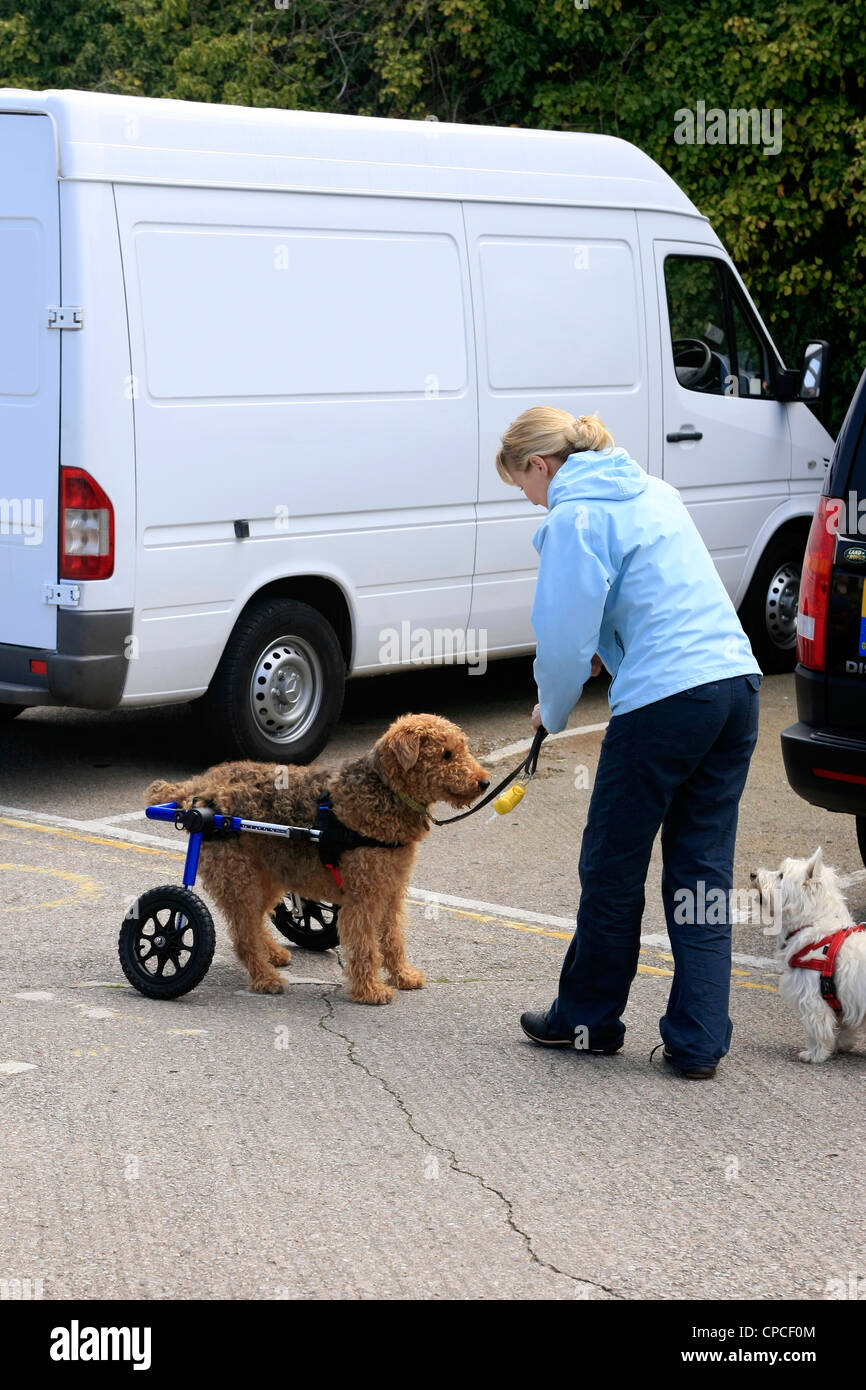 A woman takes a disabled dog for a walk using rear leg support carriage ...