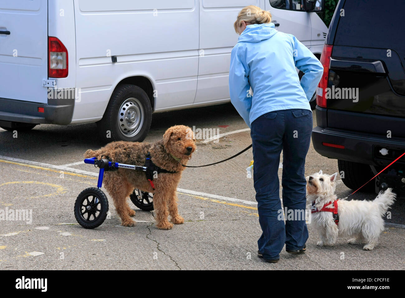 A woman takes a disabled dog for a walk using rear leg support carriage ...